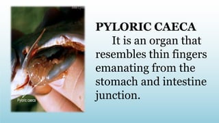Internal parts of a fish and their functions | PPTX