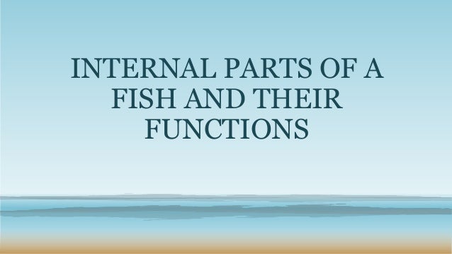 Internal Parts Of A Fish And Their Functions internal-parts-of-a-fish-and-their-functions