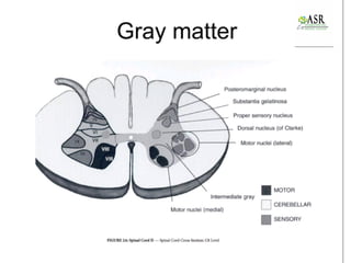 INTERNAL STRUCTURE : GRAY MATTER-WPS Office.pptx