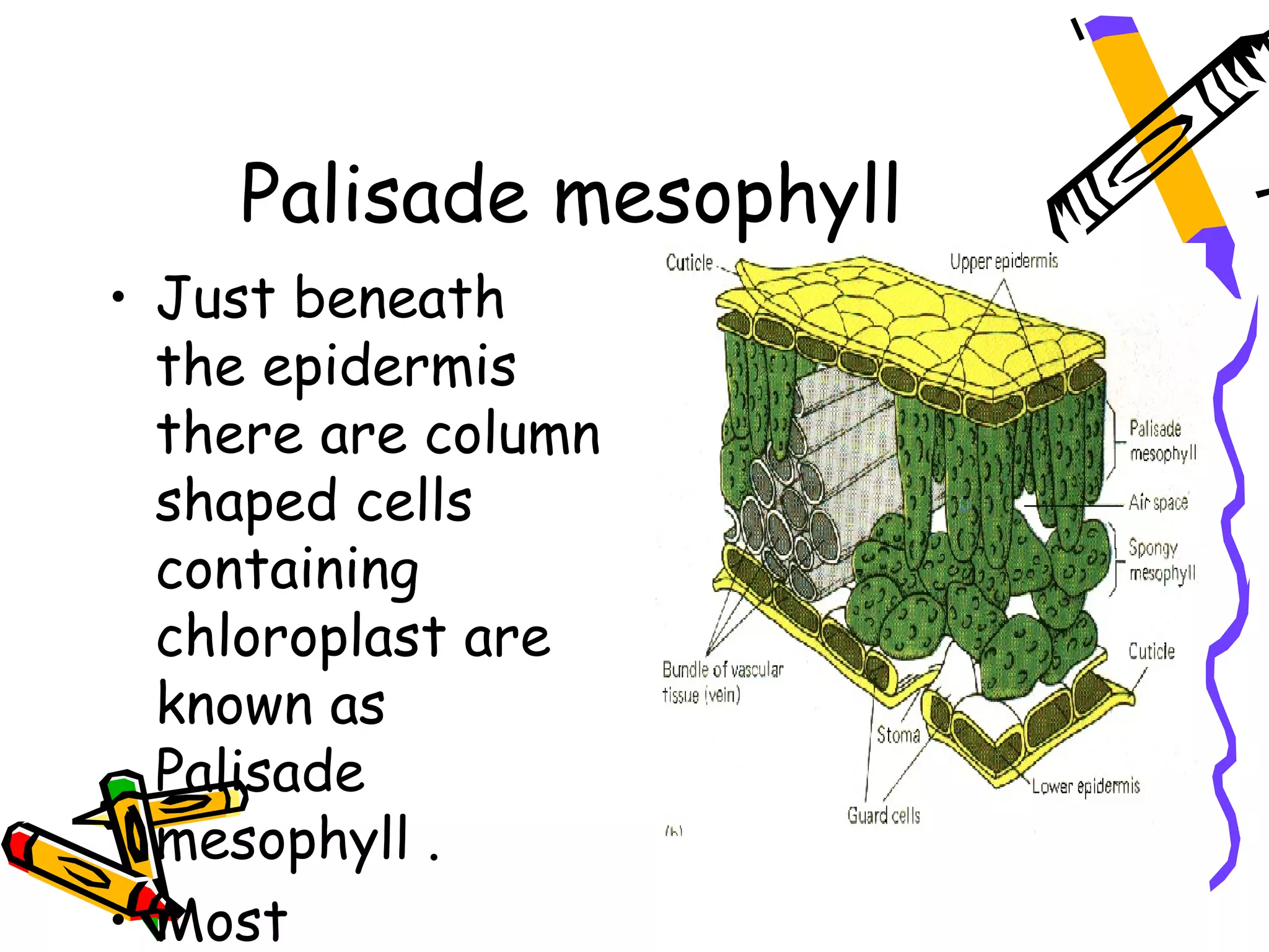 Internal structure of a leaf | PPT
