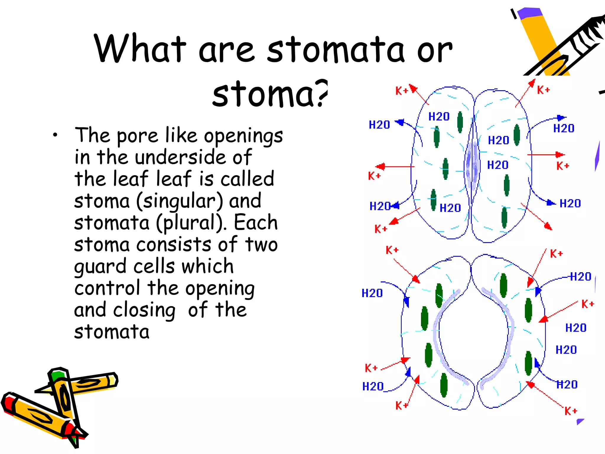 Internal structure of a leaf | PPT