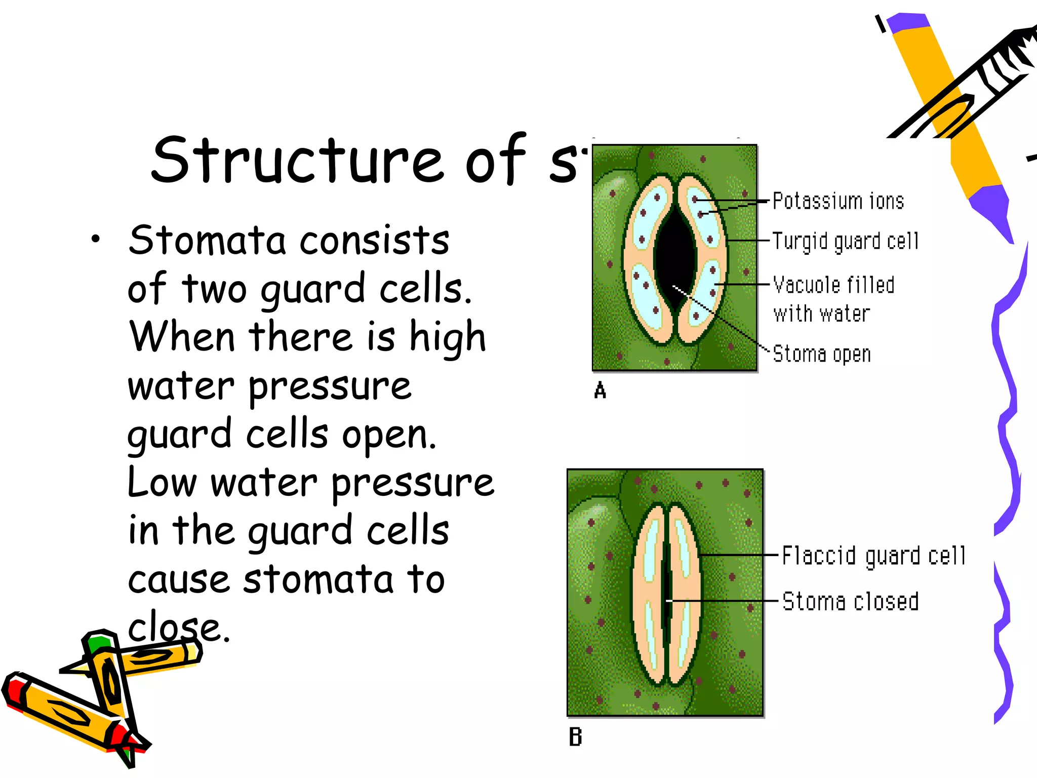 Internal structure of a leaf | PPT