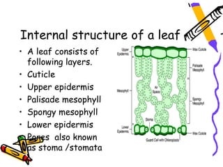 Internal structure of a leaf | PPT