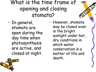 Internal structure of a leaf | PPT