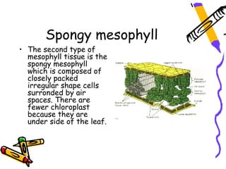 Internal structure of a leaf | PPT