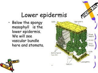Internal structure of a leaf | PPT