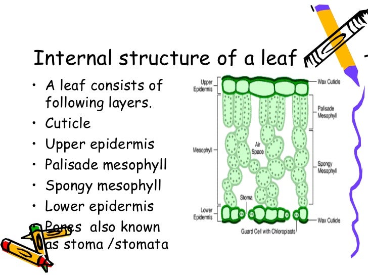 Internal Structure Of A Leaf Internal Structure Of A Leaf