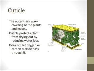 Struktur Jaringan Daun Tumbuhan Biologi Universitas PGRI Banyuwangi.ppt