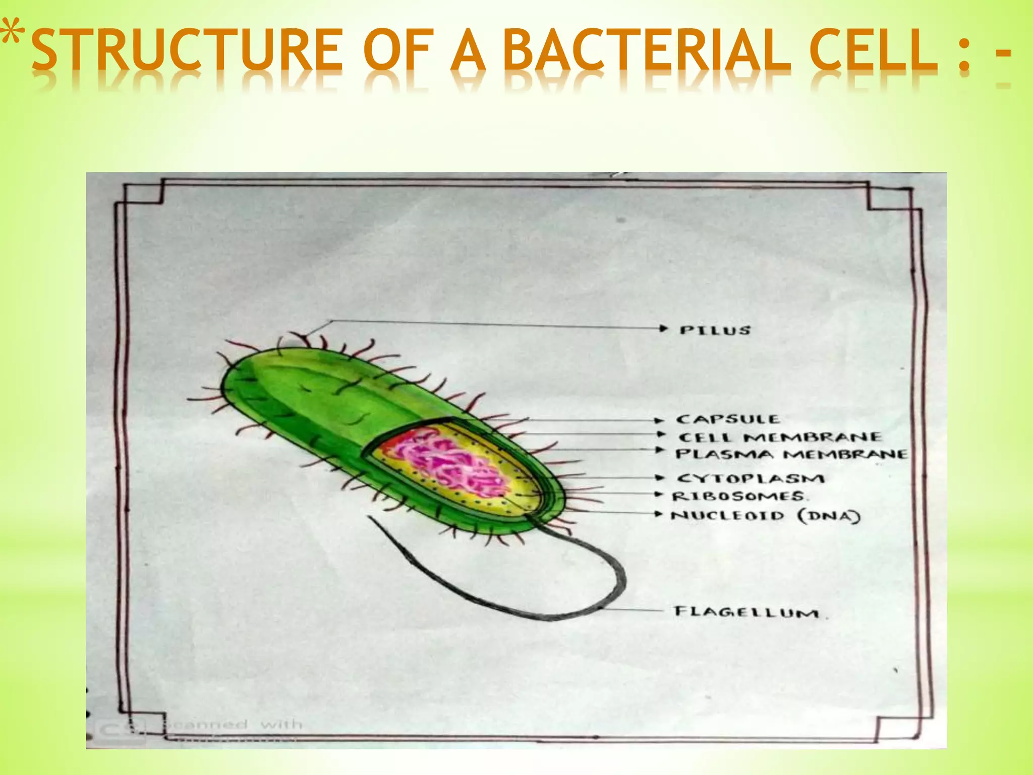 Internal structure of bacteria | PPTX