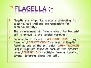 Internal structure of bacteria | PPTX