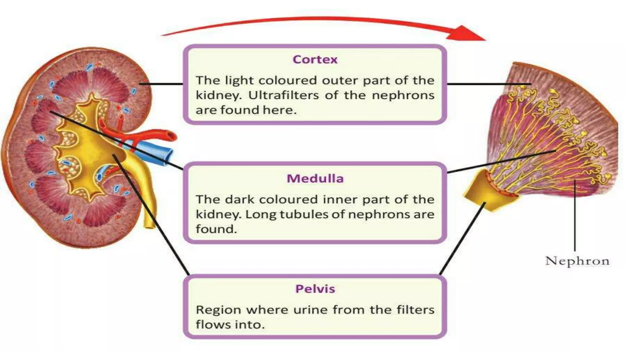 Internal structure of kidney | PPTX