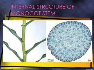 Internal structure of monocot stem | PPTX