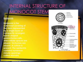 Internal structure of monocot stem | PPTX