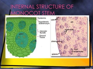 Monocot Stem Labelled Diagram