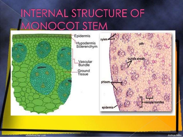 Internal structure of monocot stem
