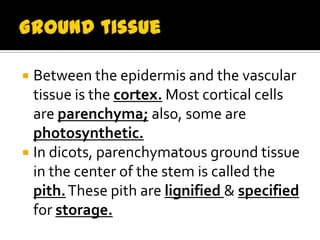 Internal structure of stem | PPTX