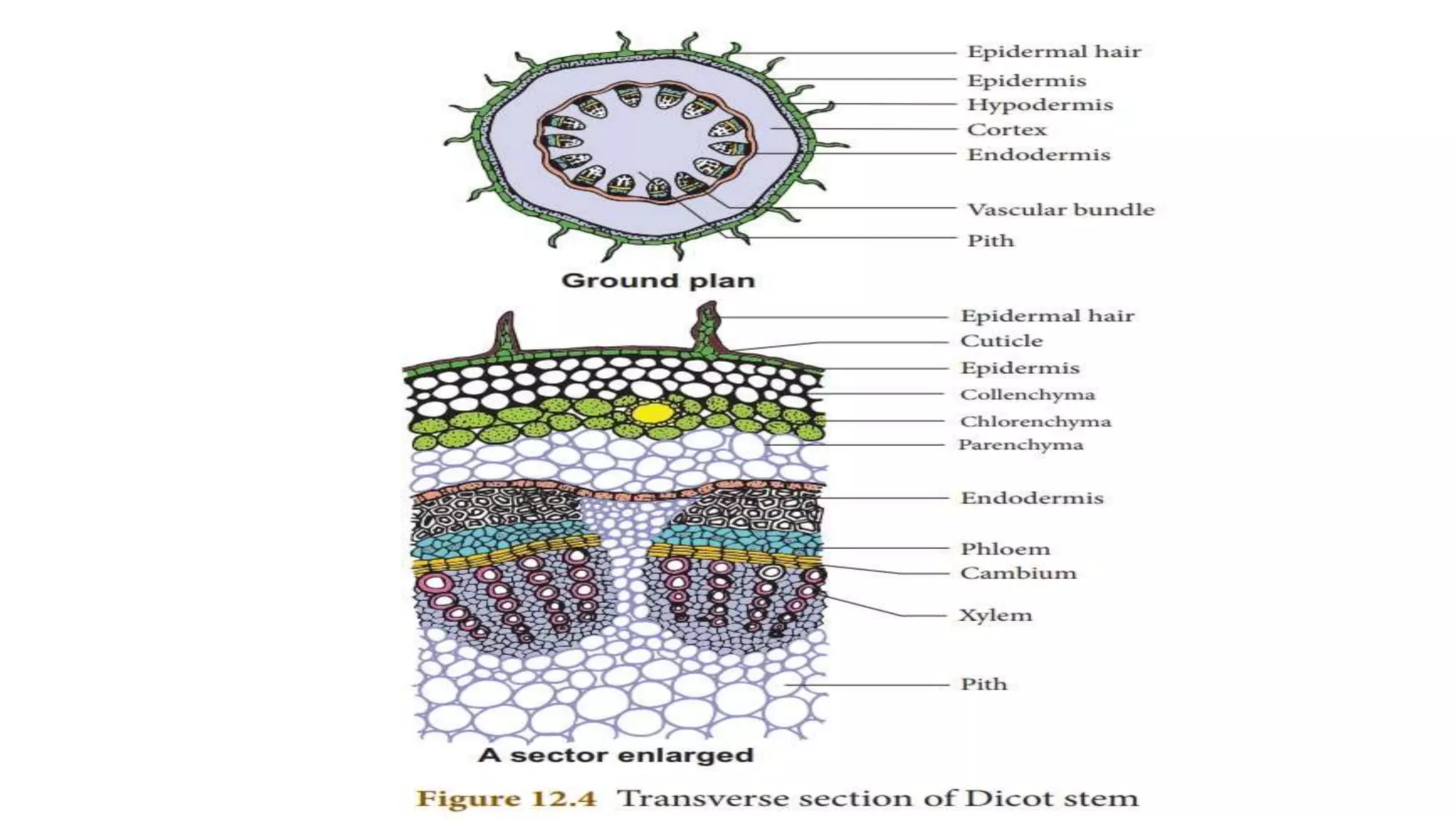Internal structure of stem | PPTX