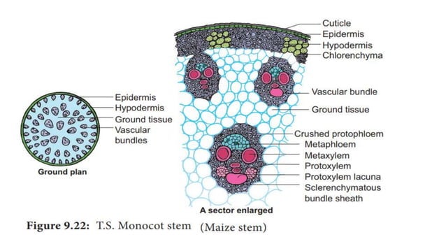 Internal structure of stem | PPTX