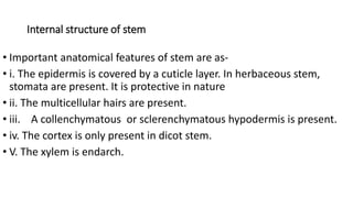 Internal structure of stem | PPTX