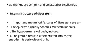 Internal structure of stem | PPTX