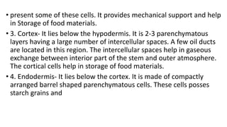 Internal structure of stem | PPTX