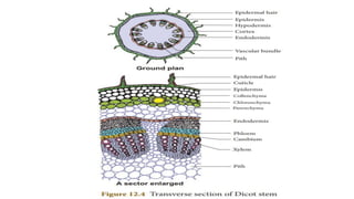 Internal structure of stem | PPTX