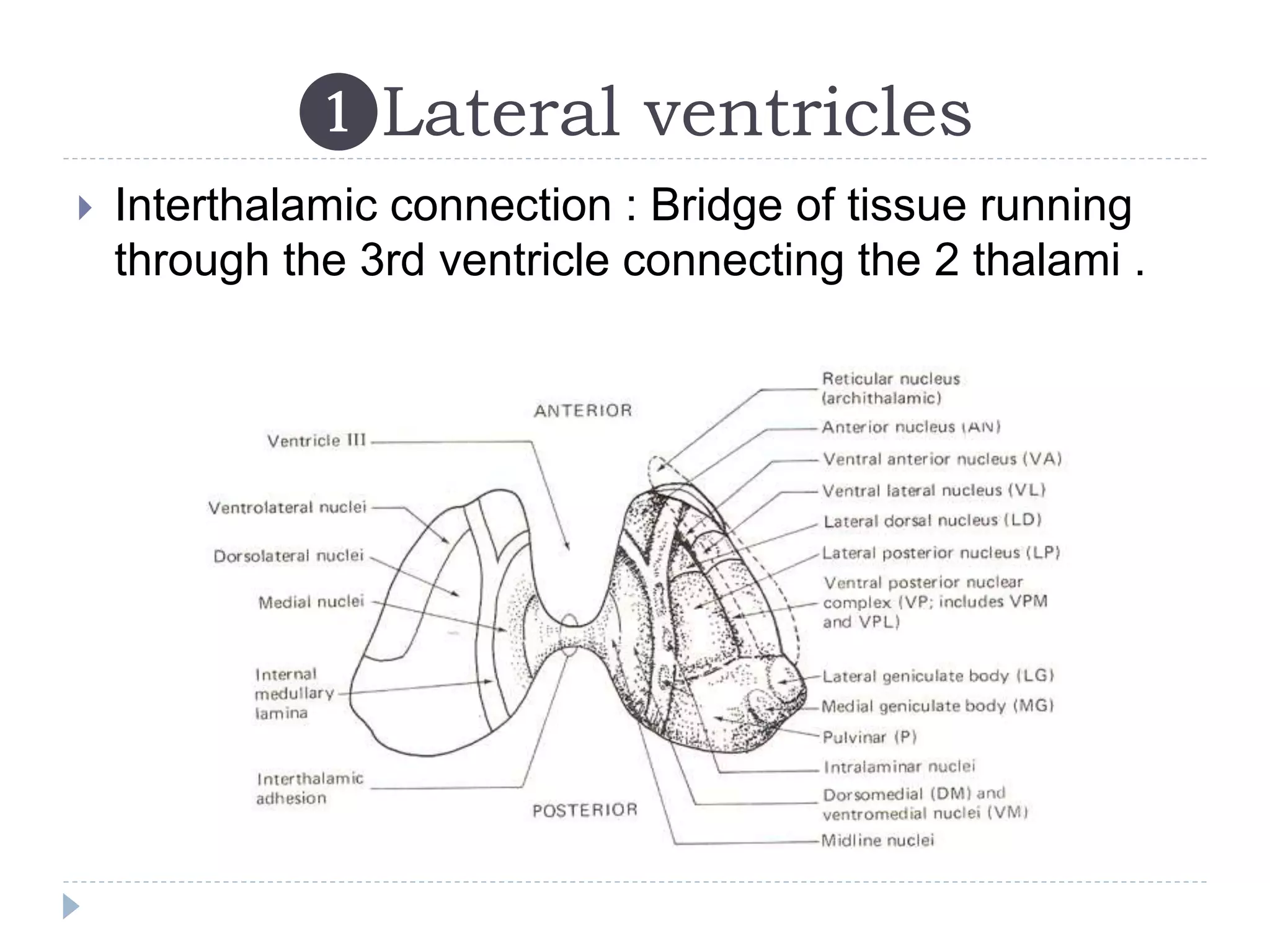 Internal structures of hemispheres | PPTX