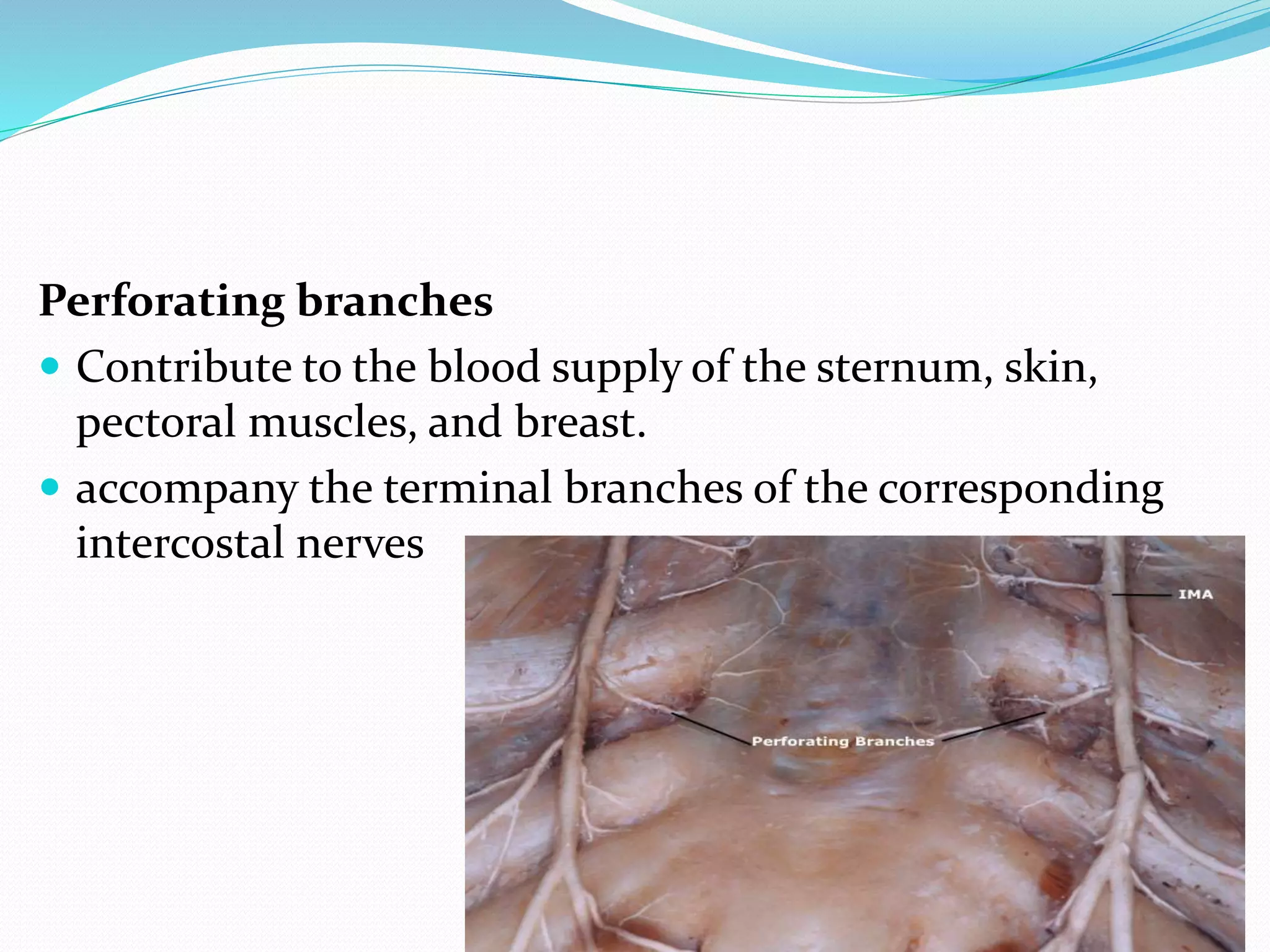 Internal thoracic ( mammary ) artery | PPTX