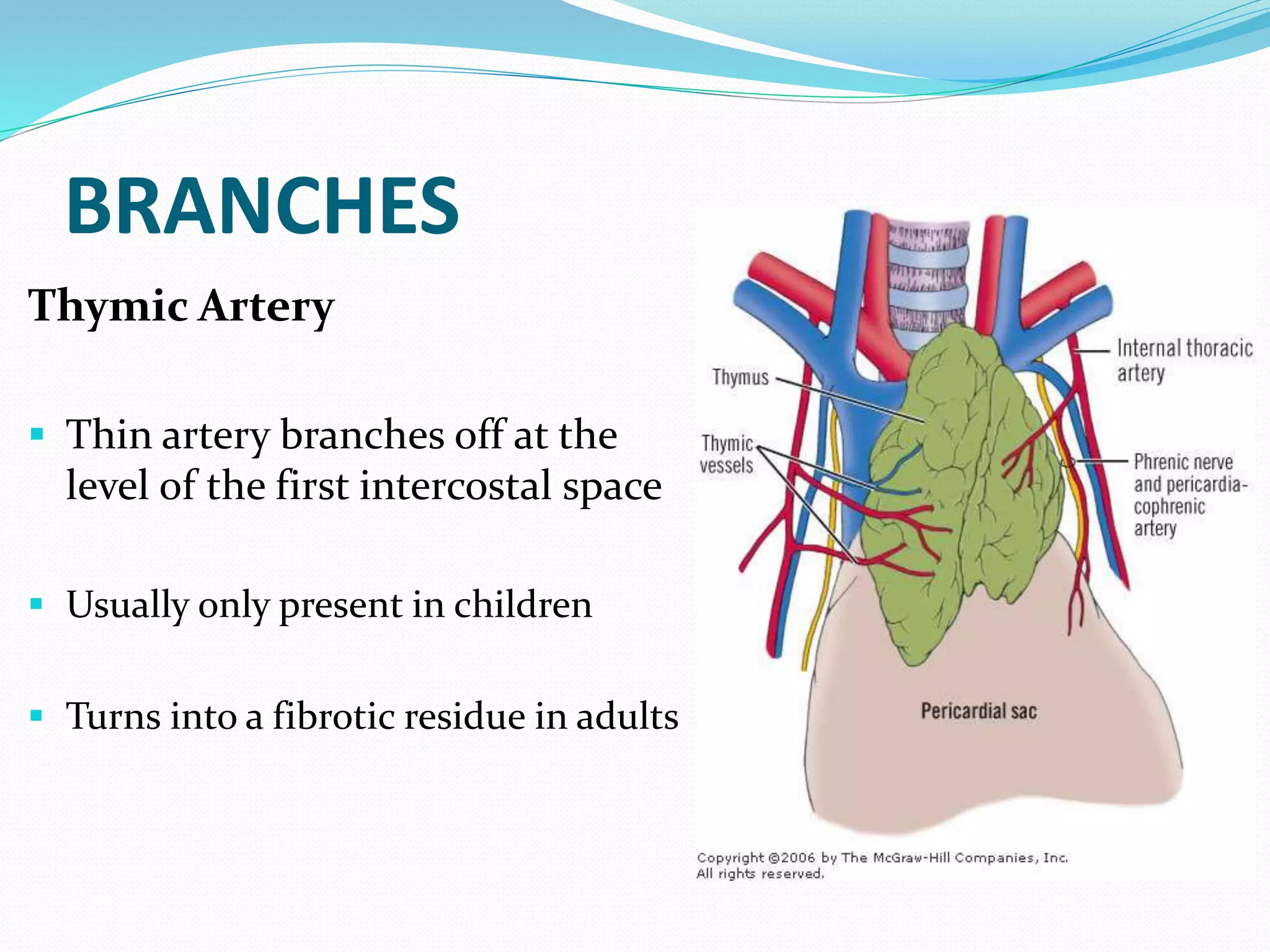 Internal thoracic ( mammary ) artery | PPTX