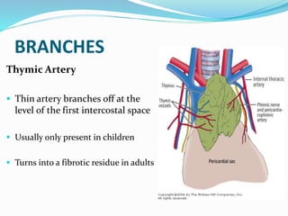 Mammary Artery Location