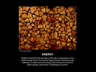 International Day of Forests: Key Forest Facts | PPTX