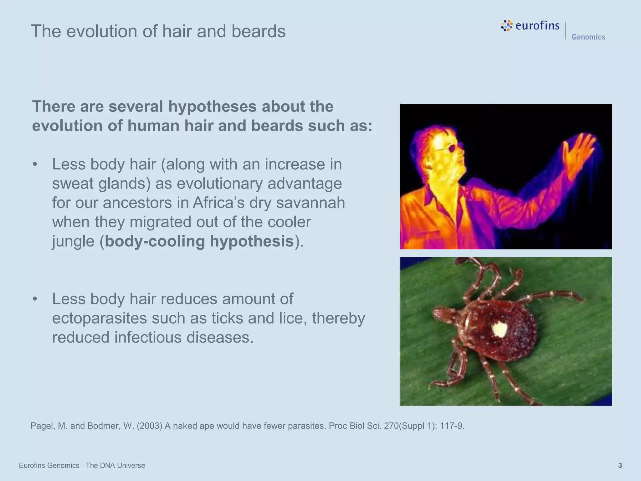 International Men's Day 2019 – The Biology Of The Beard | PPSX | Skin ...