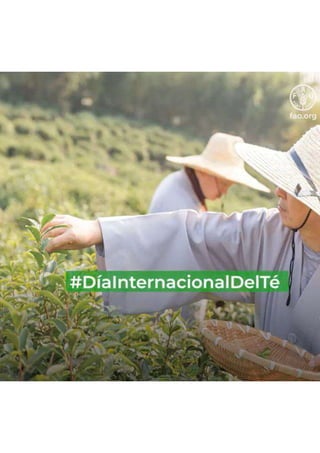 International Tea Day 2024; May 21st - United Nations. | PDF