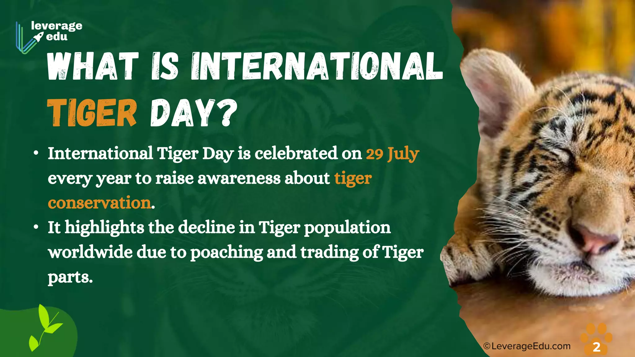 International Tiger Day | PPTX