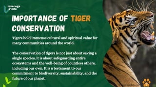International Tiger Day | PPTX