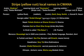 Status of Wheat Stripe in CWANA: Analysis of Current Outbreaks | PPTX