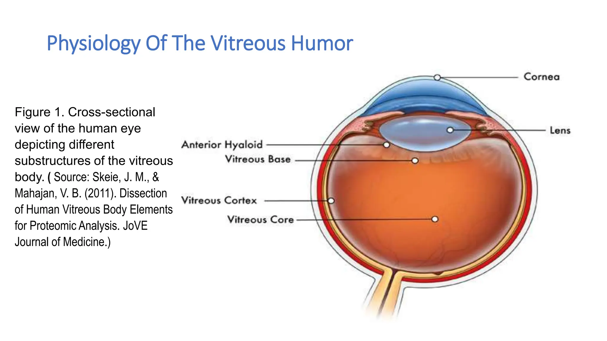 INTERNSHIP Presentation1.On physiology of the eye pptx | PPTX