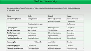 Assessment of the Plankton Biodiversity, Bay of Bengal, Cox's Bazar, Bangladesh | PPTX