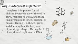 Interphase of a cell cycle and mitosis.pdf