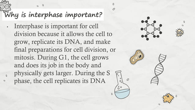 Interphase of a cell cycle and mitosis.pdf