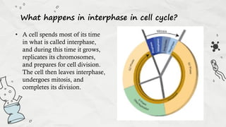 Interphase of a cell cycle and mitosis.pdf