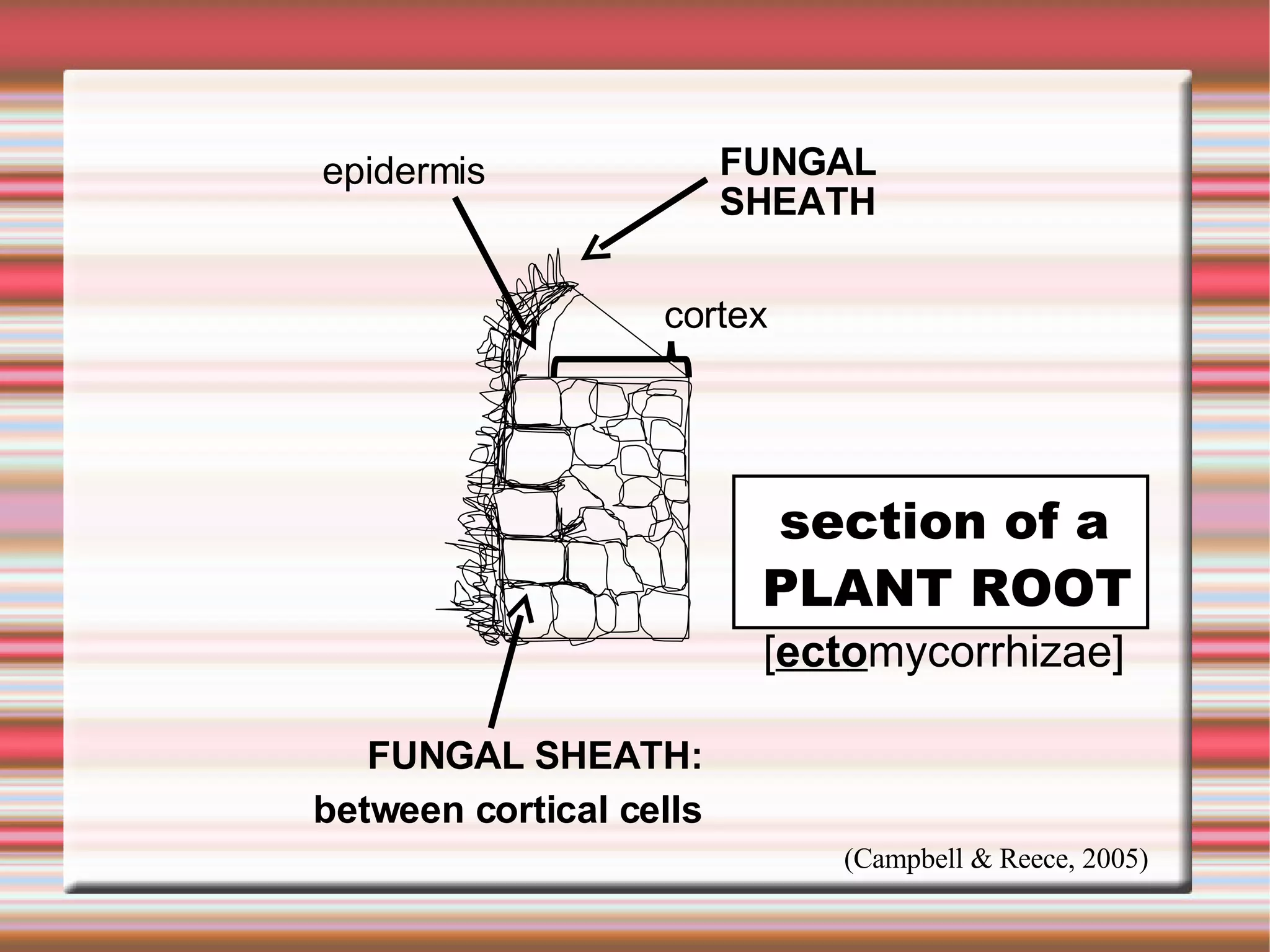 Plant & Microbe Interaction - plant roots | PPT