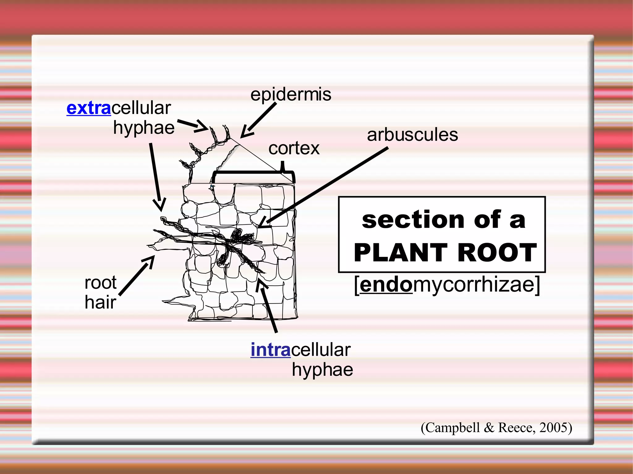 Plant & Microbe Interaction - plant roots | PPT