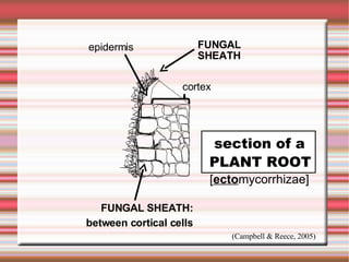 Plant & Microbe Interaction - plant roots | PPT