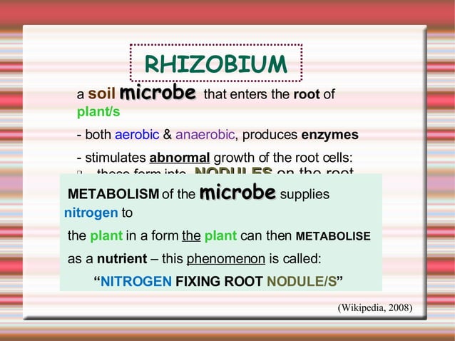 Plant & Microbe Interaction - plant roots | PPT