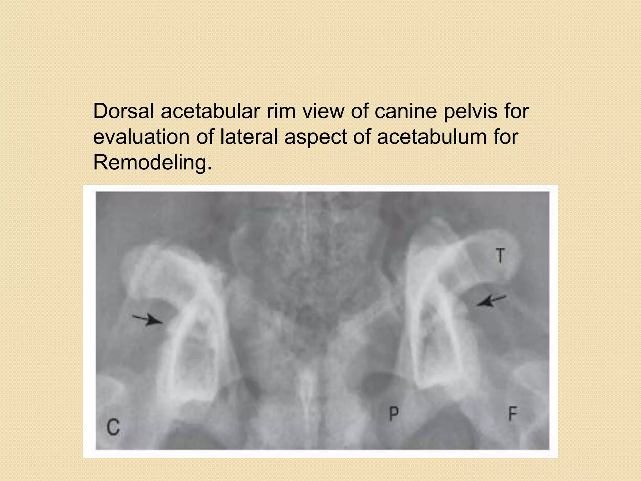 Interpretation of appendicular skeleton (veterinary) | PPTX