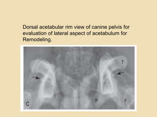 Interpretation of appendicular skeleton (veterinary) | PPT
