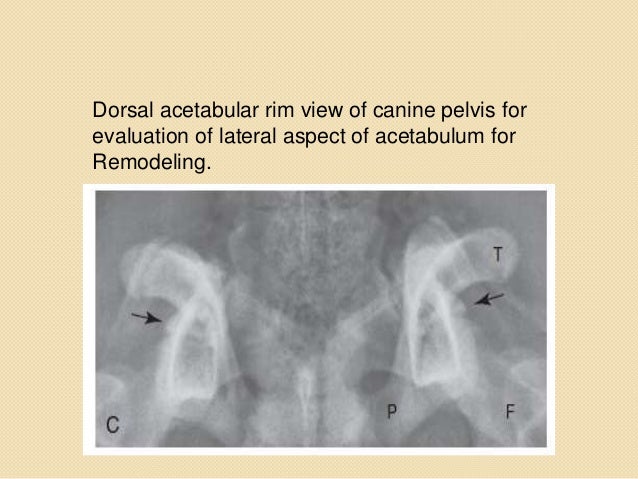 Interpretation of appendicular skeleton (veterinary)