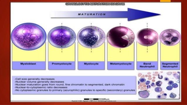 Interpretation of cbc 2