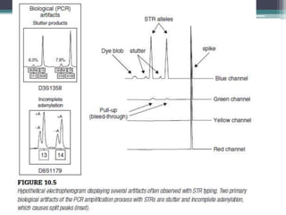 Interpretation of dna typing results and codis | PPTX